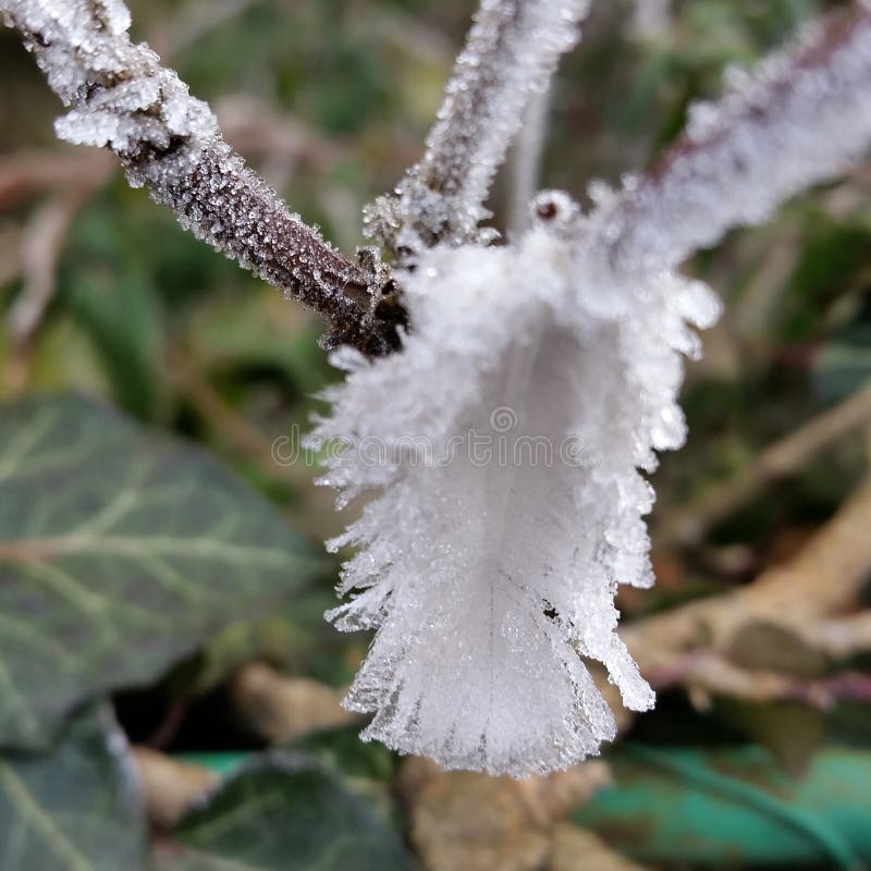 The frozen feather stock image. Image of closeup, bush - 106836093