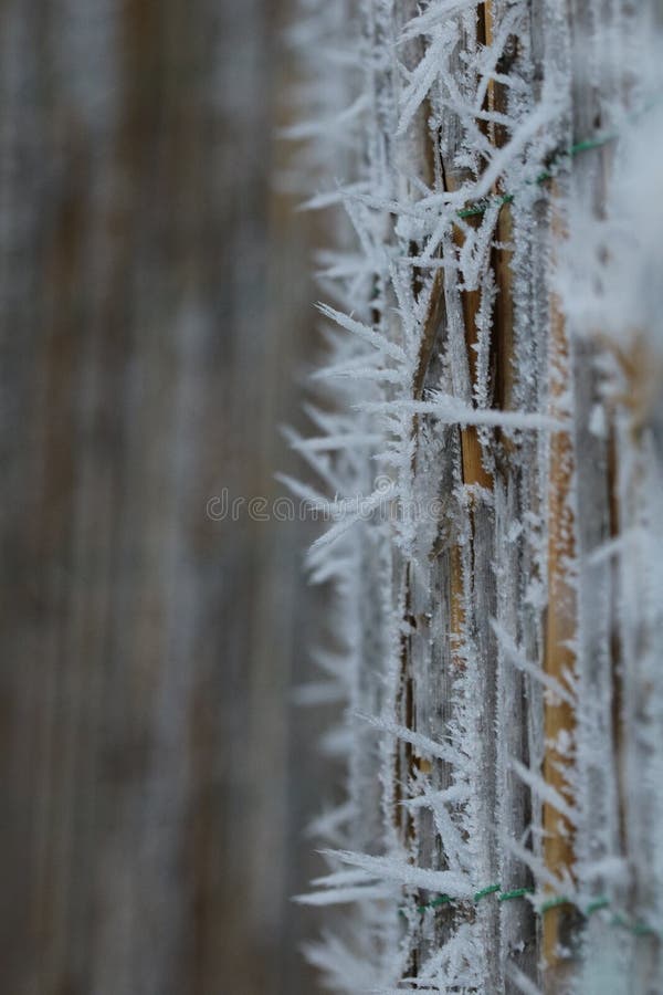 Frozen fence stock photo. Image of frozen, beautiful - 166428254