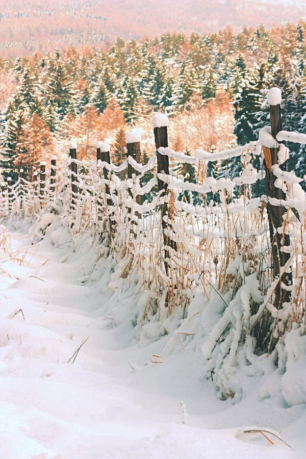 Frozen fence stock photo. Image of outdoor, christmas - 57987658