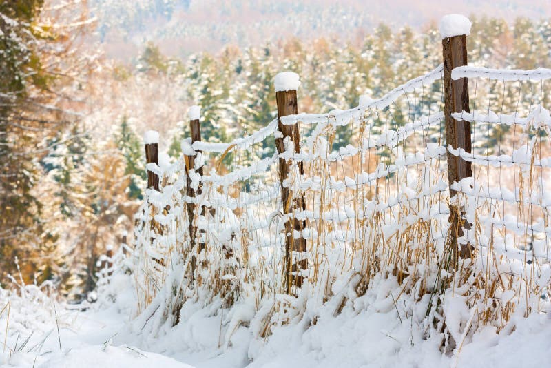Frozen fence stock image. Image of frosty, scenery, forest - 57987695