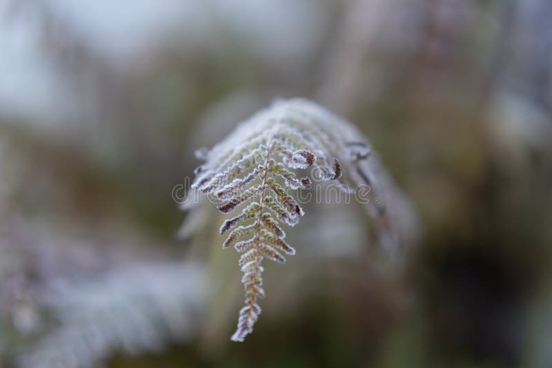 Frozen fern stock photo. Image of cold, fern, holland - 84016924