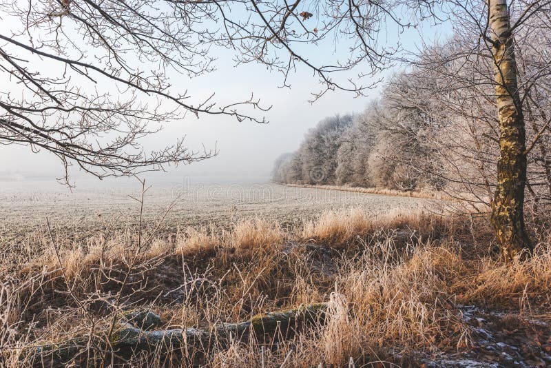 Frozen Field at the Edge of the Forest. Stock Photo - Image of country ...