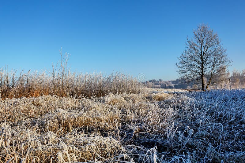Frozen Field stock image. Image of frost, snowy, natural - 83419533