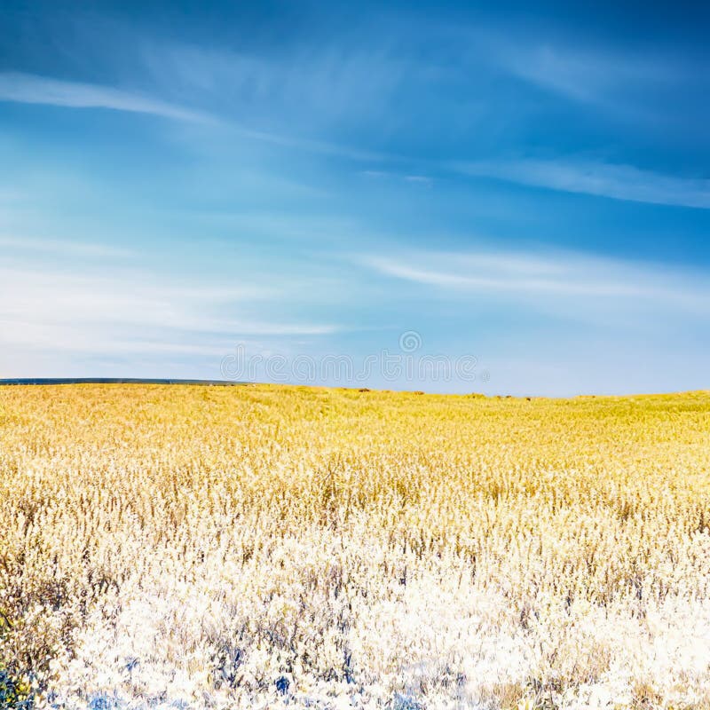 Frozen Fields, Winter Landscape Stock Image - Image of frost, snow ...