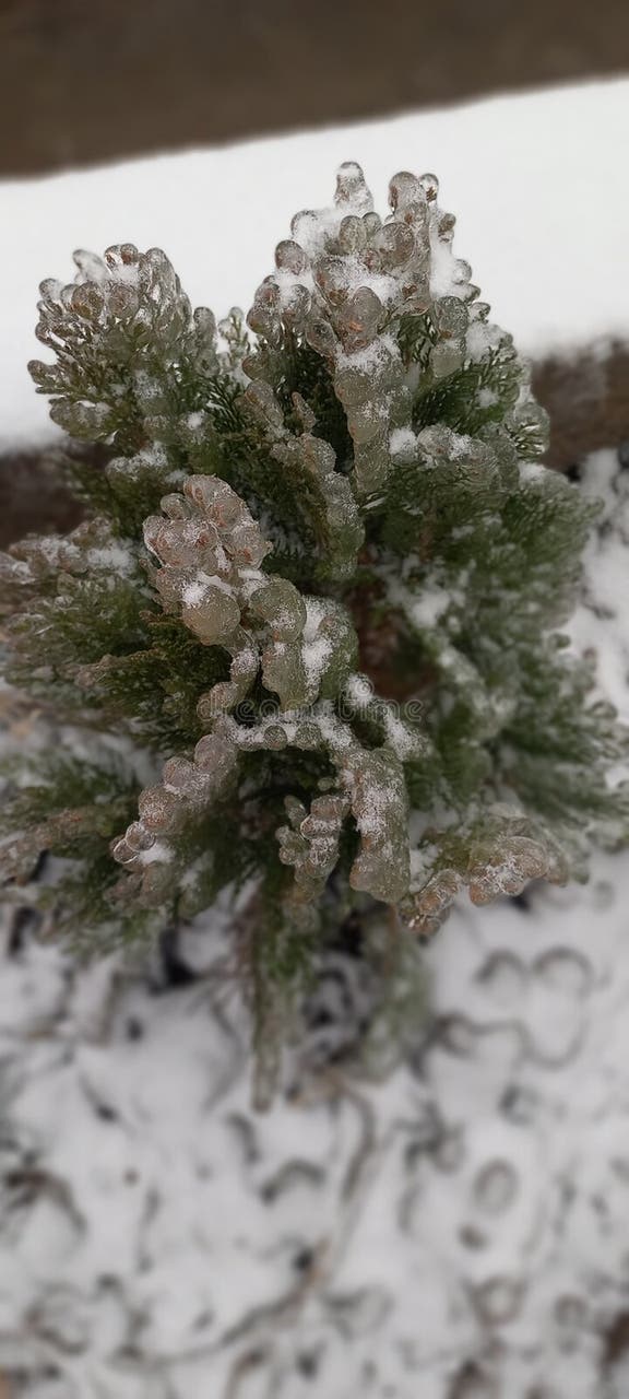 Frozen Fire Tree in Winter Days Stock Image - Image of frozen, days ...