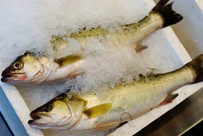 Frozen Fish stock image. Image of iced, cold, diet, market - 14714327