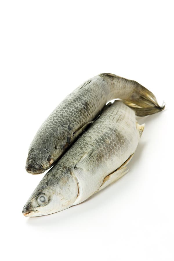 Frozen Fish stock image. Image of iced, cold, diet, market - 14714327