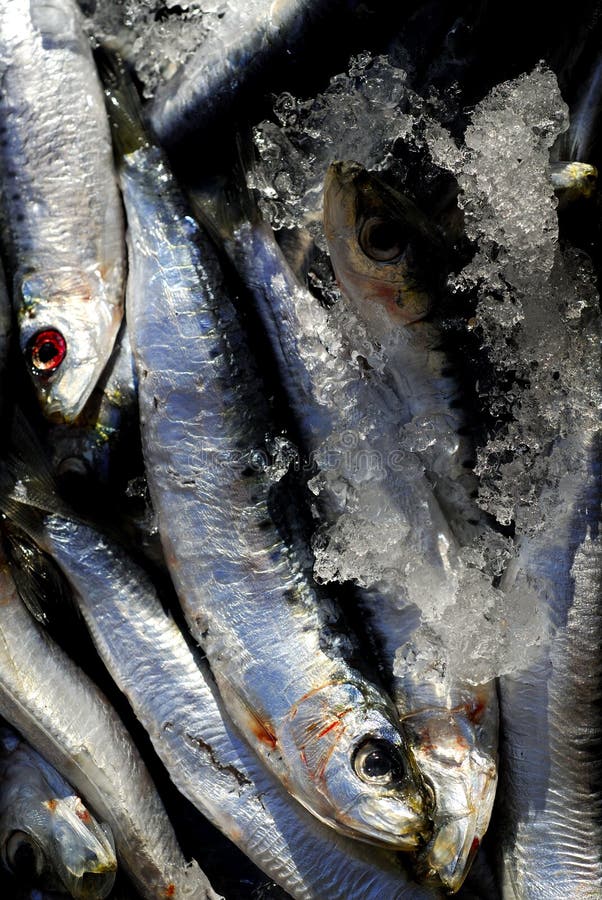 Frozen Fish in the Production. Frozen Sprat Brick on the Ice. Organic ...