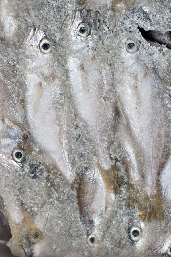 Frozen fish in the ice stock image. Image of animal, marine - 19878547