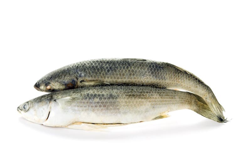 Frozen Fish stock image. Image of iced, cold, diet, market - 14714327