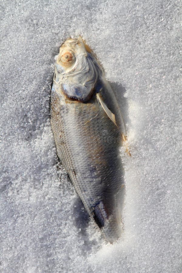 Frozen fish stock image. Image of frozen, texture, white - 20632665