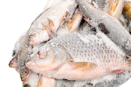 Frozen Fish stock photo. Image of diet, healthy, ingredient - 25639948
