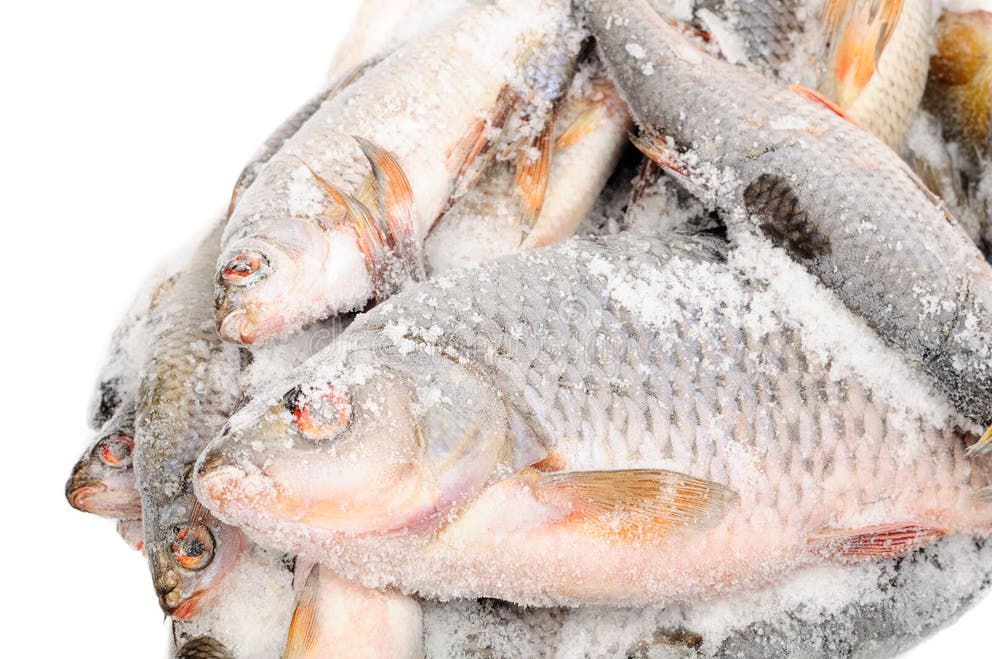 Frozen Fish stock photo. Image of diet, healthy, ingredient - 25639948