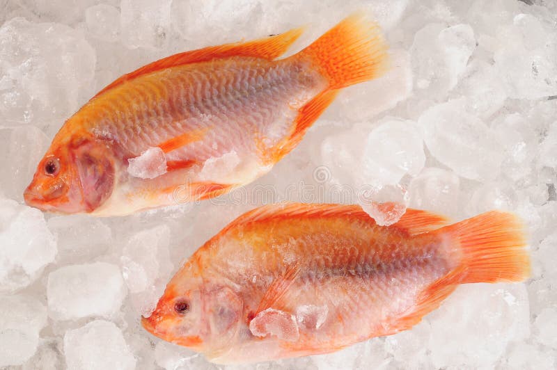 Red Snapper fish on ice stock image. Image of frozen - 22795251