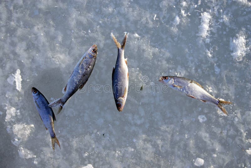 Free Animals pictures, photos & images - Royalty-Free and Public Domain ...