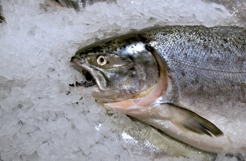 Frozen Fish stock photo. Image of business, trade, commercial - 7125800