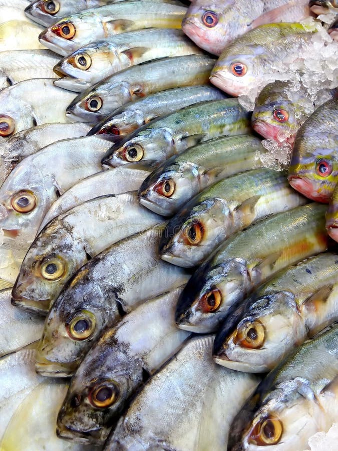 Frozen Fish stock photo. Image of frozen, health, fish - 46715802