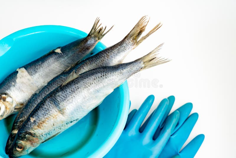 Frozen Fish in a Blue Basin on a White Background. Selective Focus on ...