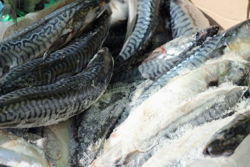 Frozen fish stock image. Image of fish, carcass, frozen - 69077483