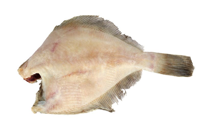 Frozen flounder fillets stock image. Image of healthy - 65268053