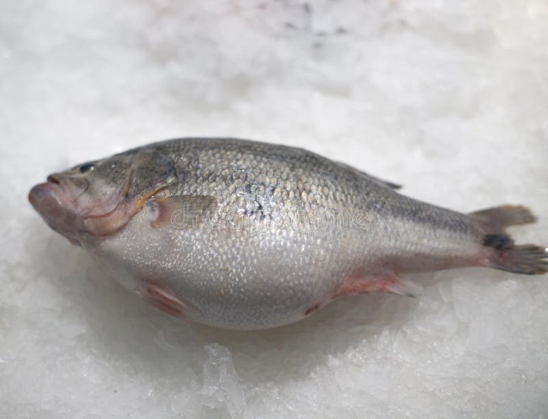 A frozen fish in a freezer stock image. Image of amino - 213215405