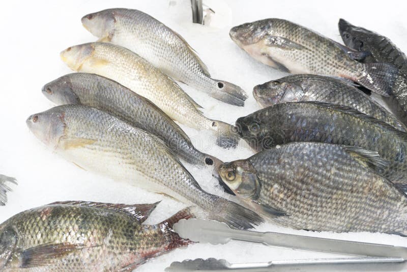 Frozen fish stock image. Image of fresh, fish, industry - 101592641