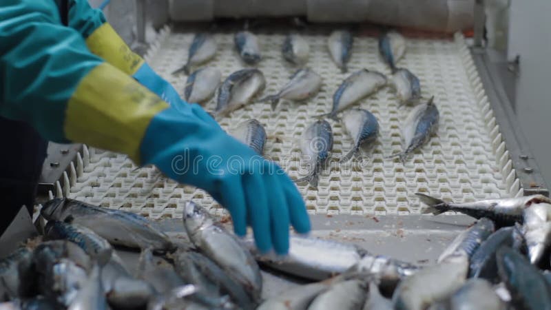 Frozen Fish are Getting Cleaned by the Staff of Factory. Transporting ...