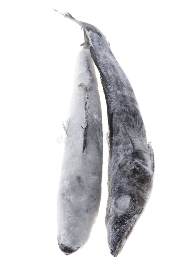 Frozen fish on ice stock photo. Image of animal, freshness - 11725404