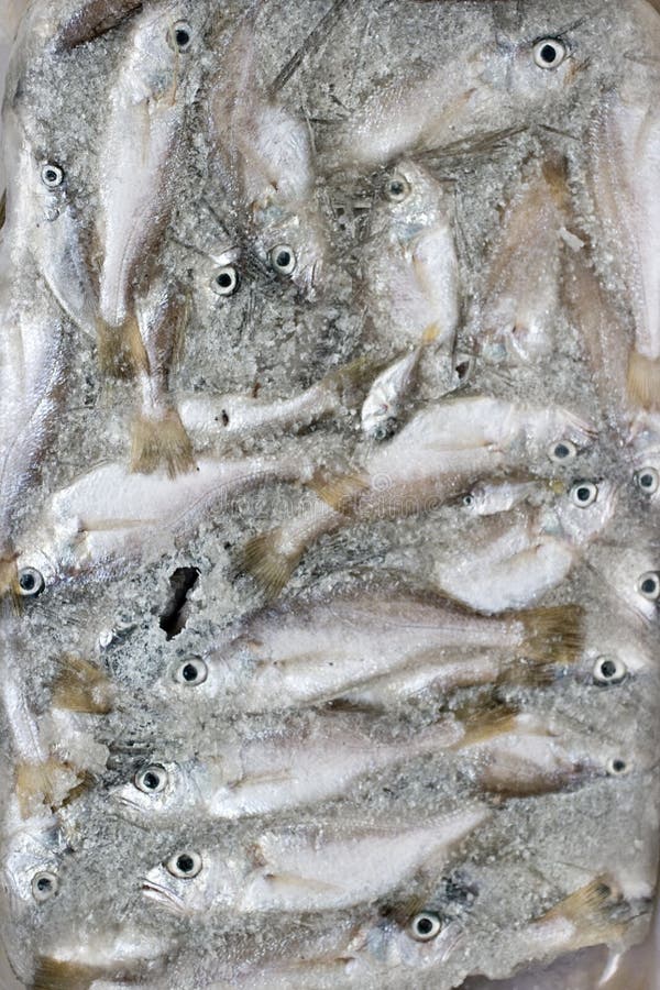 Frozen fish in the ice stock image. Image of animal, marine - 19878547