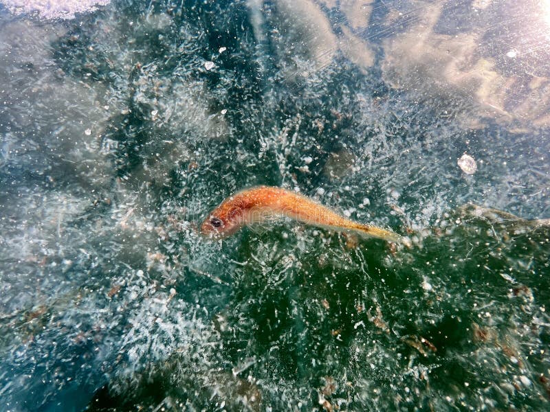 Frozen Fish in Ice, Baikal Ice Stock Image - Image of nature, northern ...