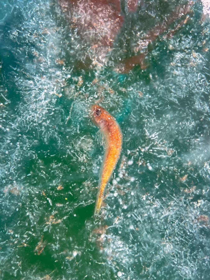 Frozen Fish in Ice, Baikal Ice Stock Photo - Image of water, fish ...
