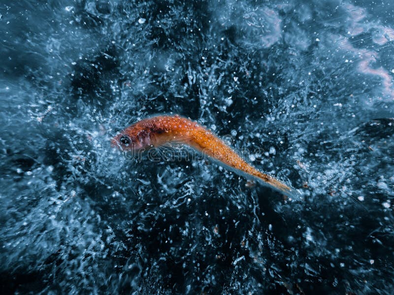 Frozen Fish in Ice, Baikal Ice Stock Image - Image of clear, cold ...