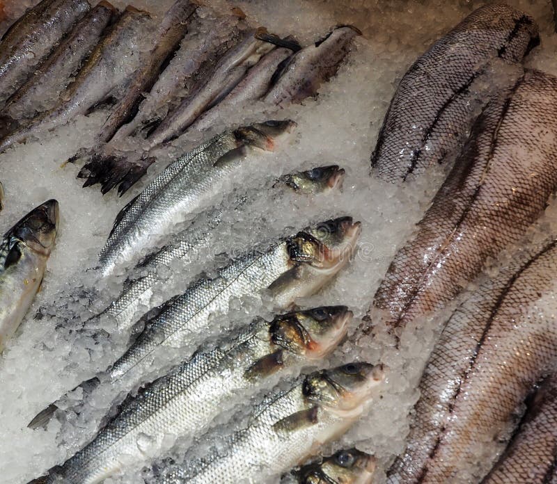 Frozen fish on the ice stock photo. Image of healthy - 145875658