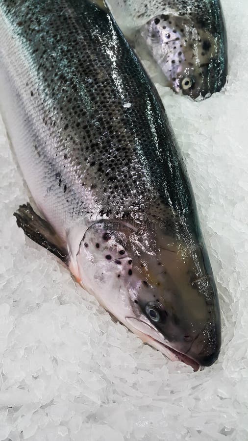 Frozen fish on ice stock image. Image of close, group - 83247295