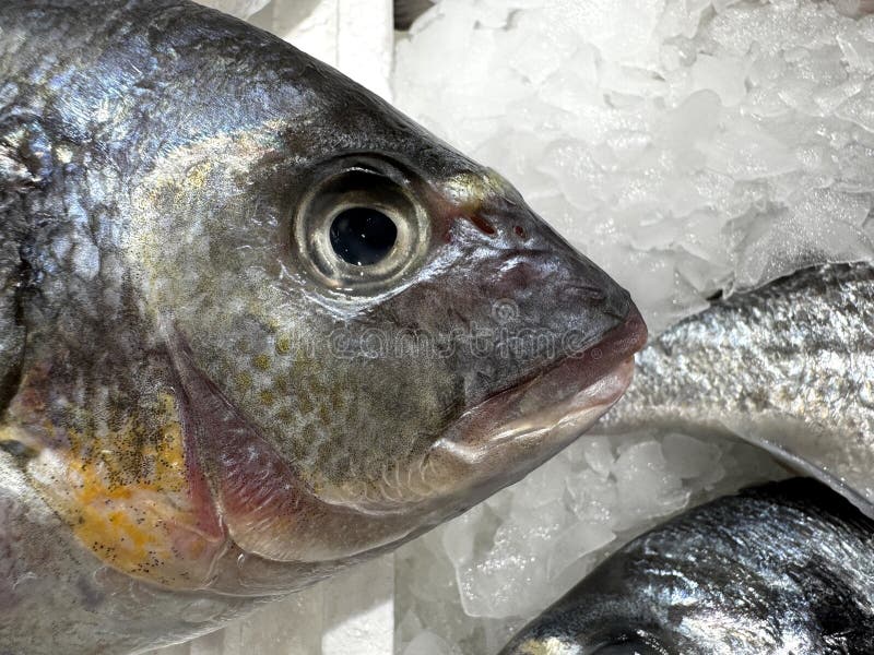 Frozen Fish Ice Store Counter Close Range Stock Photos - Free & Royalty ...