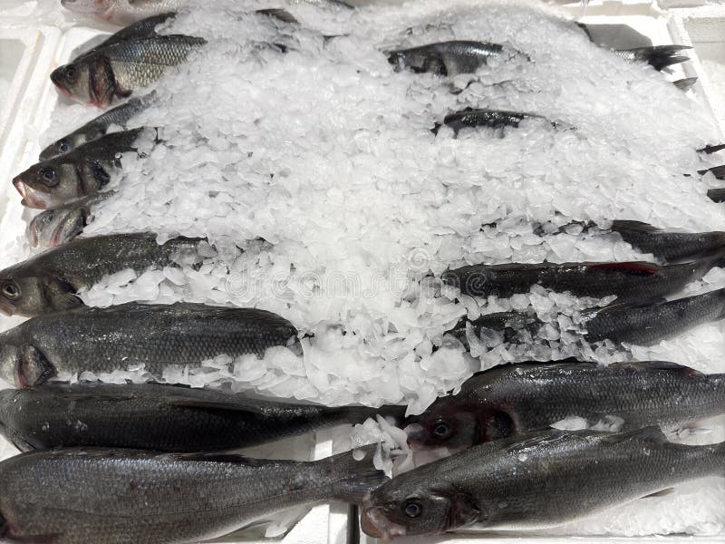 Frozen Fish in Ice on a Store Counter from Close Range Stock Photo ...