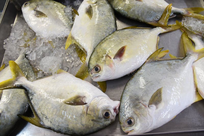 Frozen Fish stock image. Image of nutritious, protein - 137664975