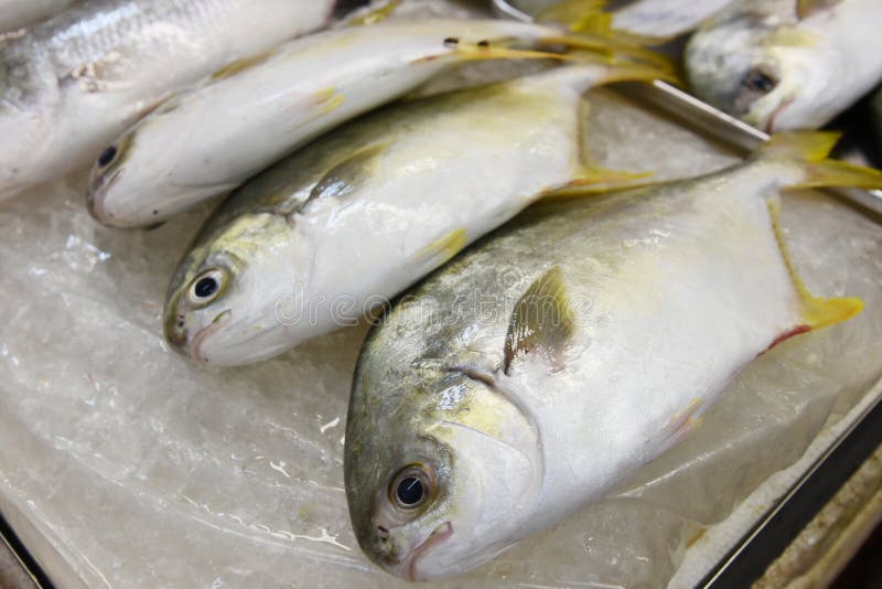 Frozen Fish stock photo. Image of iced, healthy, food - 137664690