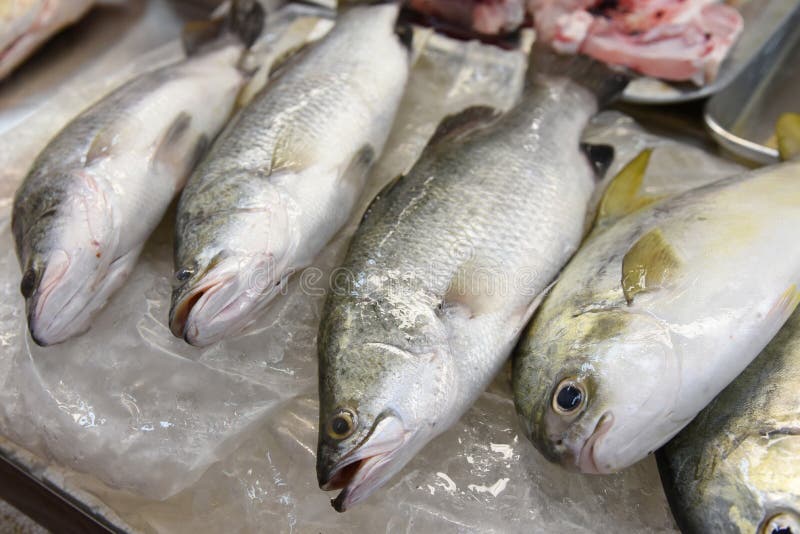 Frozen Fish stock photo. Image of grocery, market, iced - 137664738