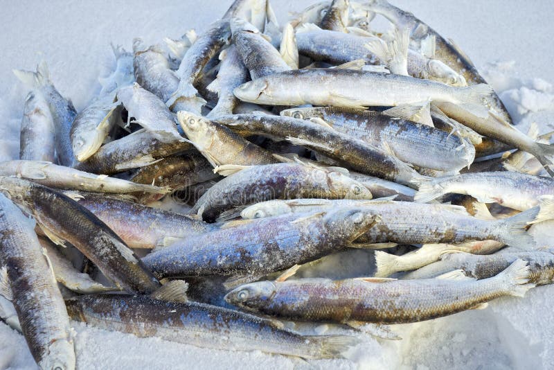 Frozen fish lies on snow stock photo. Image of north - 87767876
