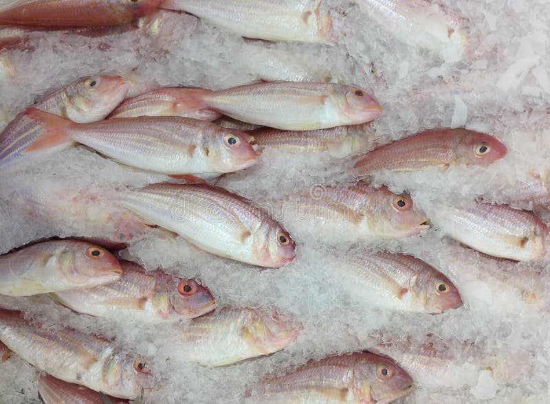 Frozen Fish in the Market,Sort the Fish Stock Image - Image of frozen ...