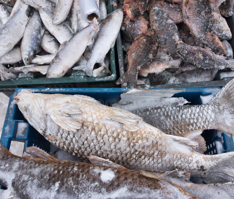 Frozen fish stock photo. Image of seafood, delicious - 48086210
