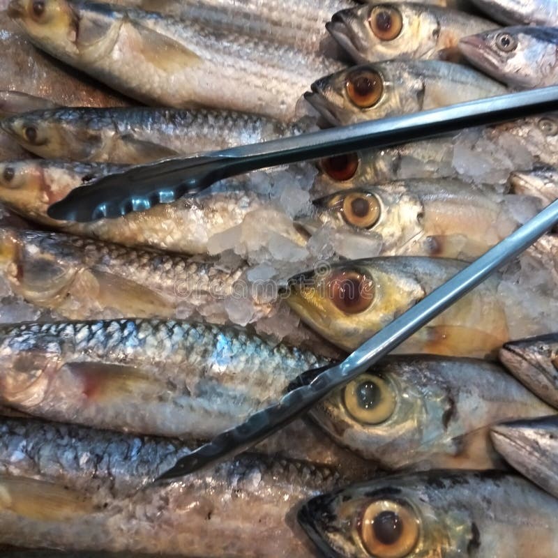 Frozen Fish Ready To Be Sold Stock Image - Image of frozen, produce ...