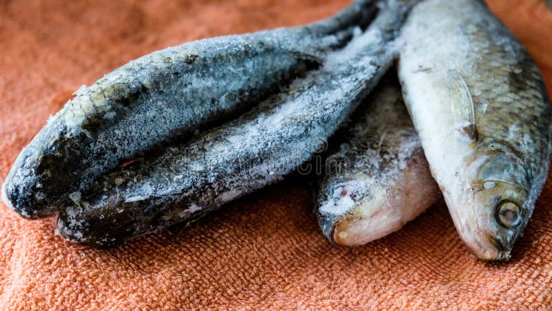 Frozen fish stock photo. Image of preparation, fish, supermarket - 62840064