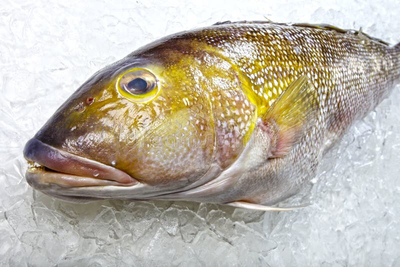 Frozen fish stock photo. Image of fish, cooling, dorade - 60160150