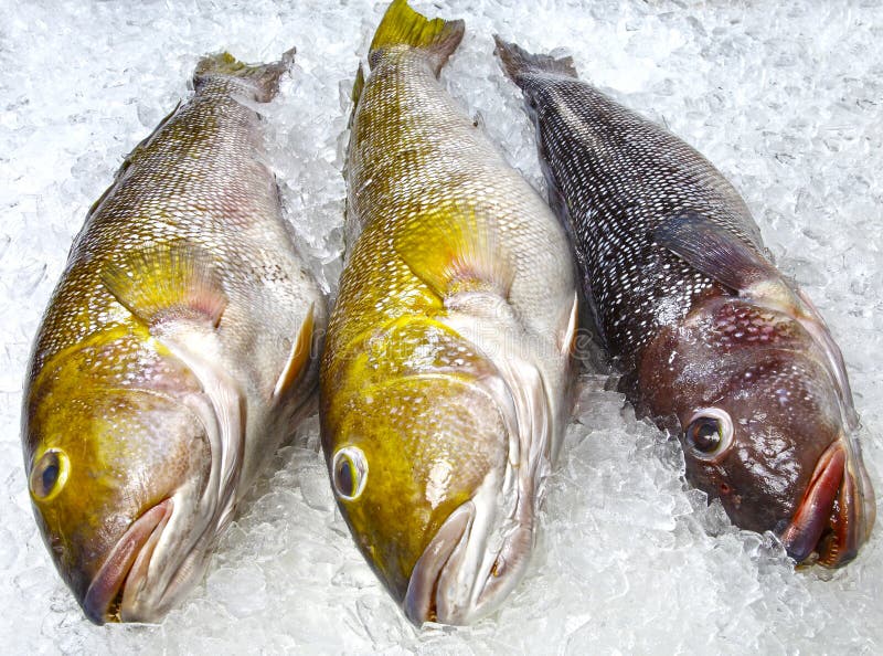 Frozen fish stock image. Image of black, cold, delicious - 60160931