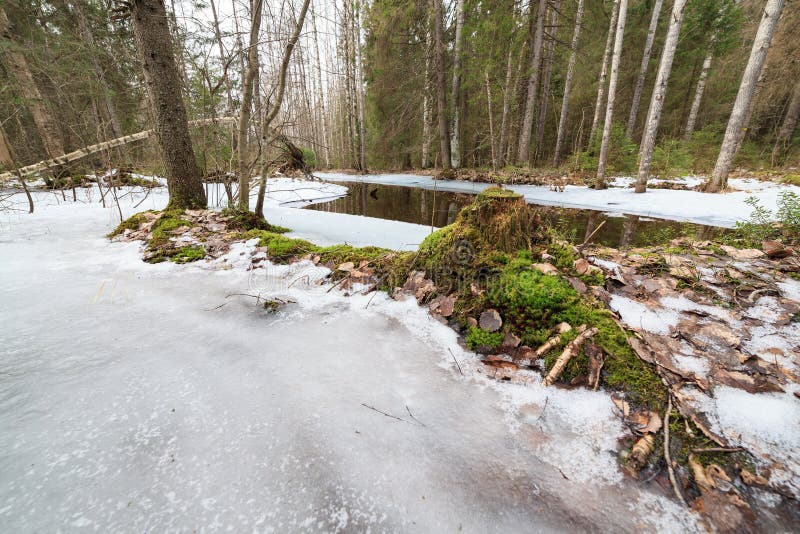 Frozen Flooded River in Forest Stock Photo - Image of partially ...