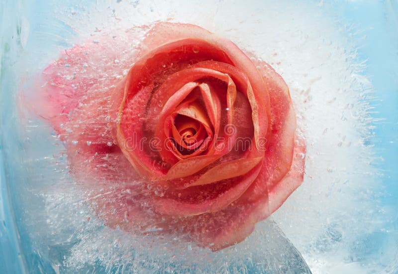 Frozen flora stock image. Image of beauty, seasonal, plants - 49671581