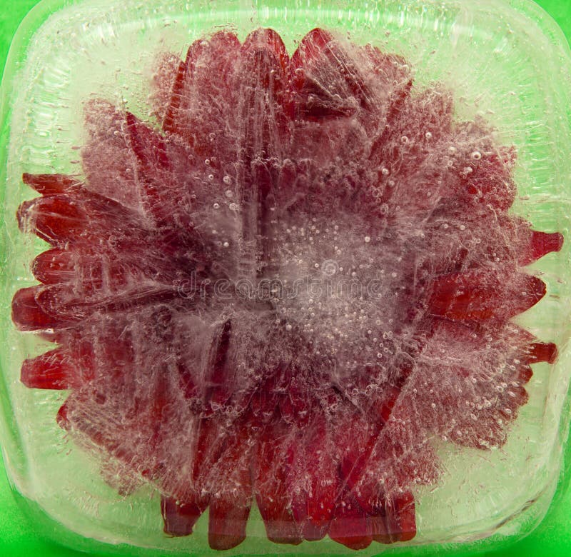 Frozen flora stock image. Image of empty, frost, freeze - 54317973