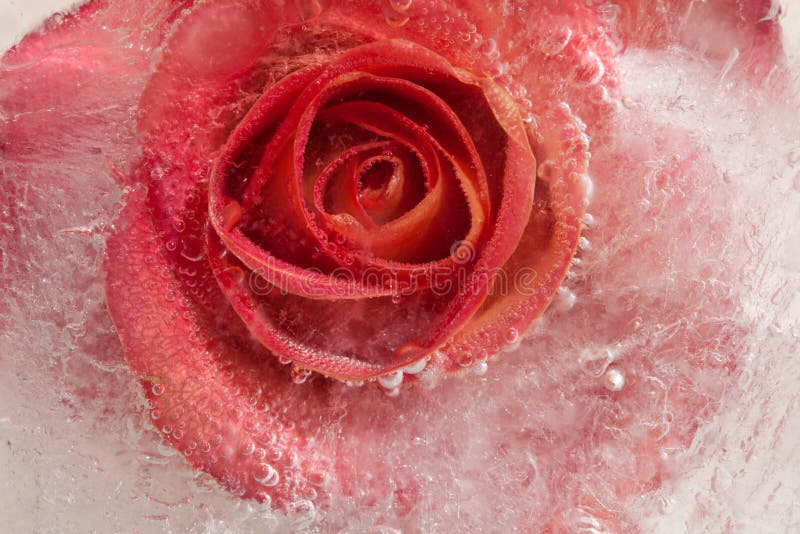 Frozen flora stock image. Image of block, flower, deep - 49052929